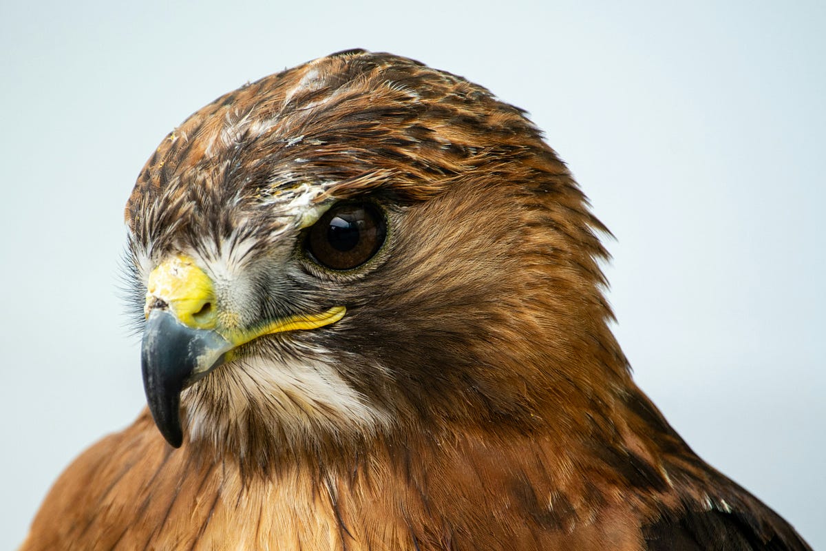 Celebrating Common Buzzards on National Buzzard Day | by Dawn Bradley ...