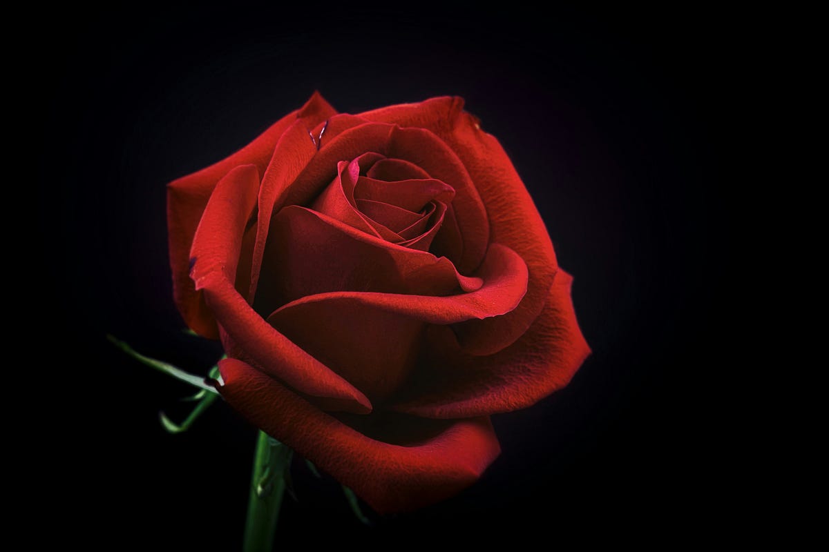 A Rose by Any Other Name. On the Relationship Between Names… | by Matt ...