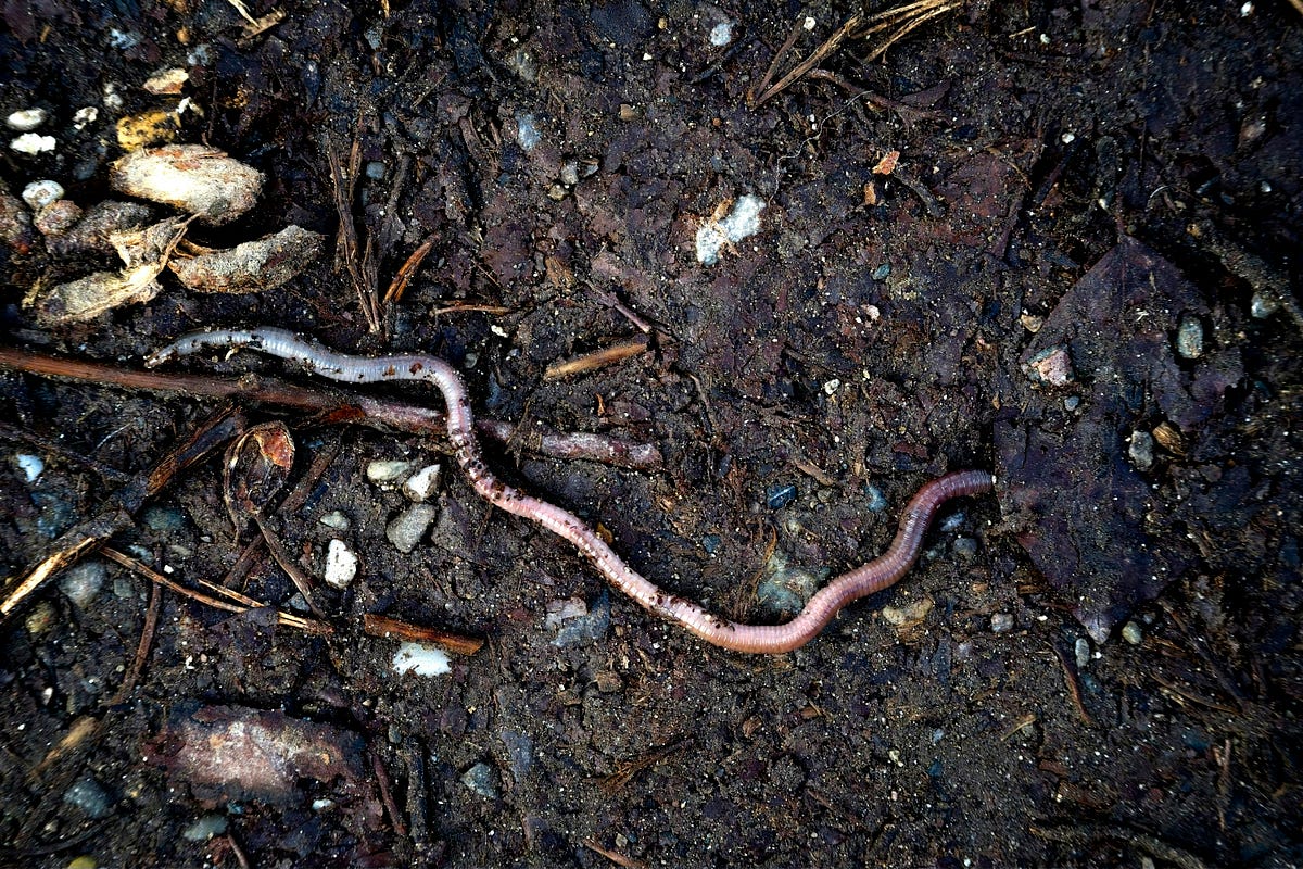 The Great Circle of Life. An earthworm, aptly named Lumbricus… | by ...