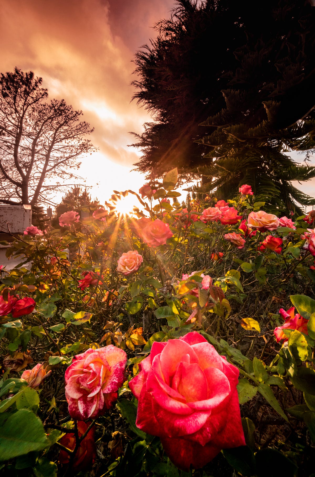 The Process Is The Roses. Not smelling them, | by Shaz A | Medium
