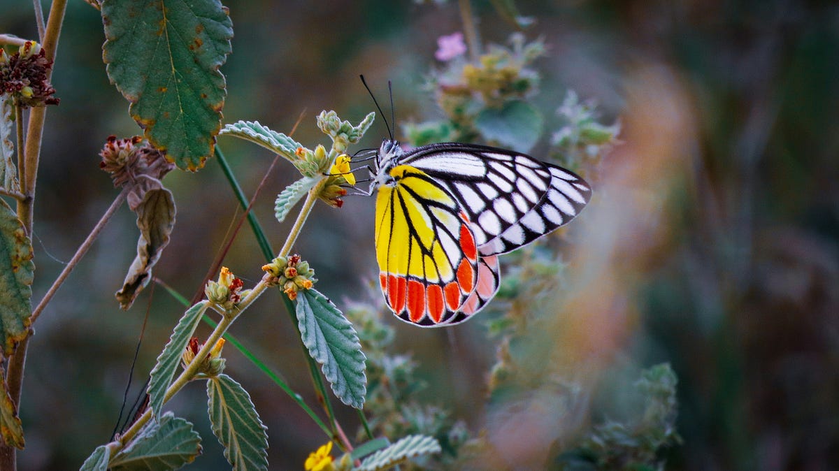 The Butterfly Effect: How Small Choices Shape the World Around Us | by shashika deshan | Health ...