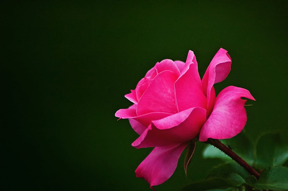 Mother Mary on Why Healing Your Heart Matters | by Jocelyn Joy Thomas | Heart Speak | Medium