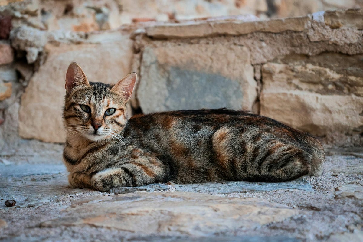 The Hidden World of Emotionally Scarred Cats | by Eleanor Writer ...