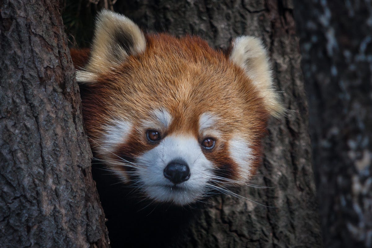 The Red Panda (VaR Model — Part IV) | by Leon Cai | Medium