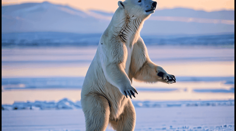 The Best Bear Salute Bow | by Ryan Simmons | Medium