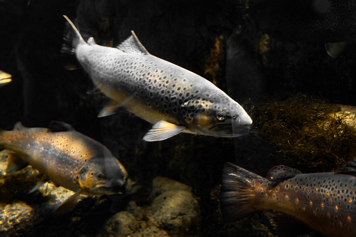 Trout Shipping. Trout is sought after by individuals… | by Prime Fresh ...