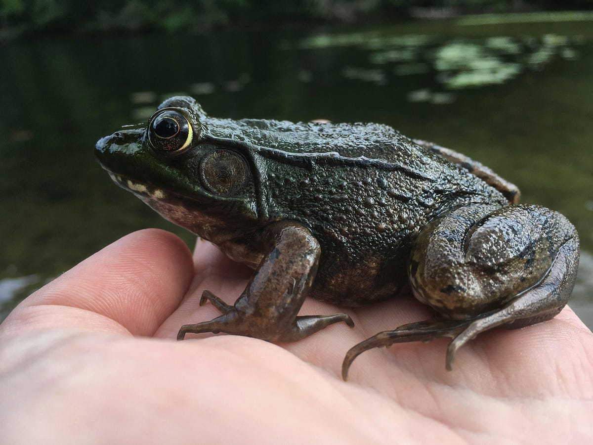 It’s Just a Little Frog. His scream drowned out the ribbits | by Jess ...