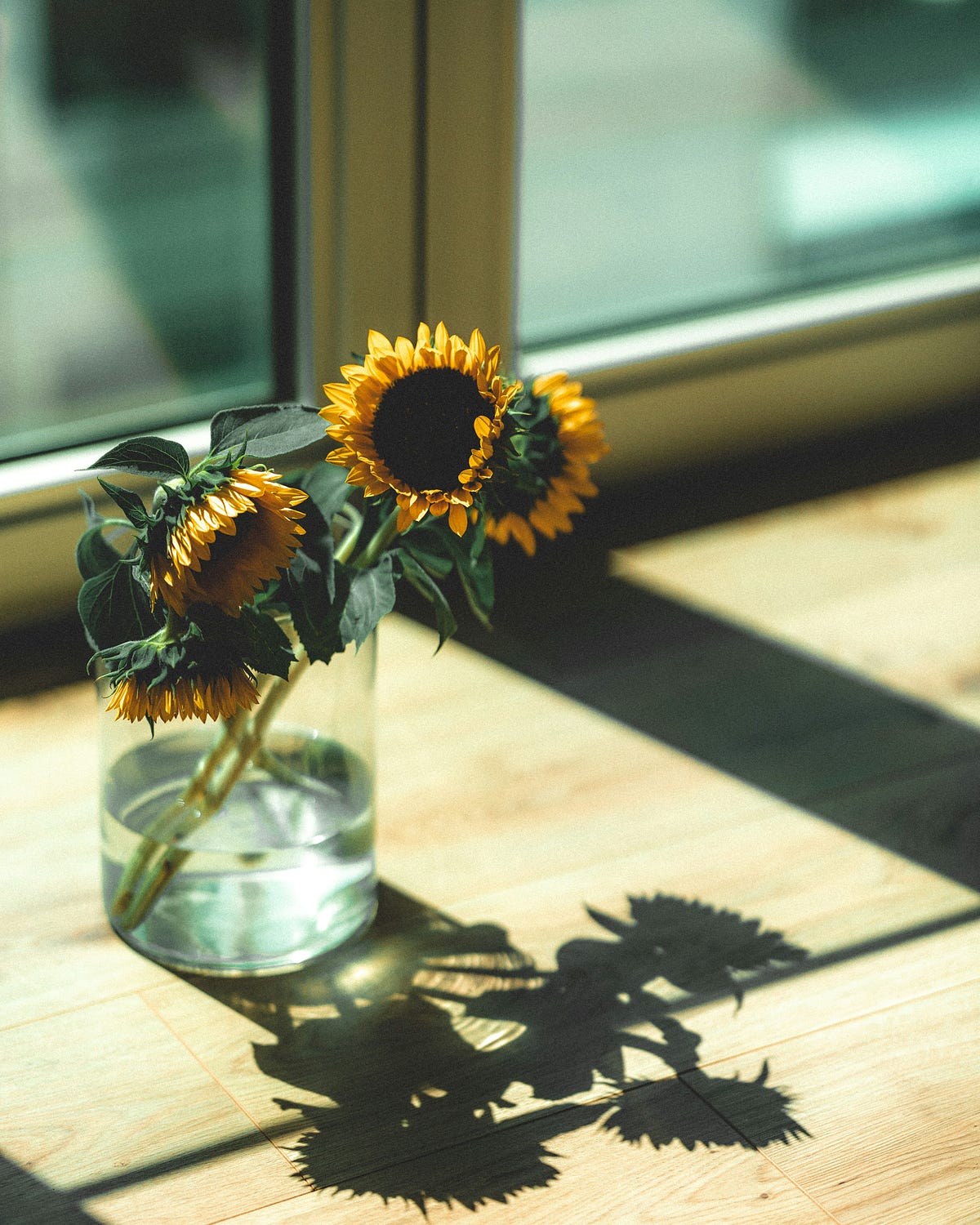 Face the Sun. Why Your Shadows Fall Behind You When… | by Amatullah H ...