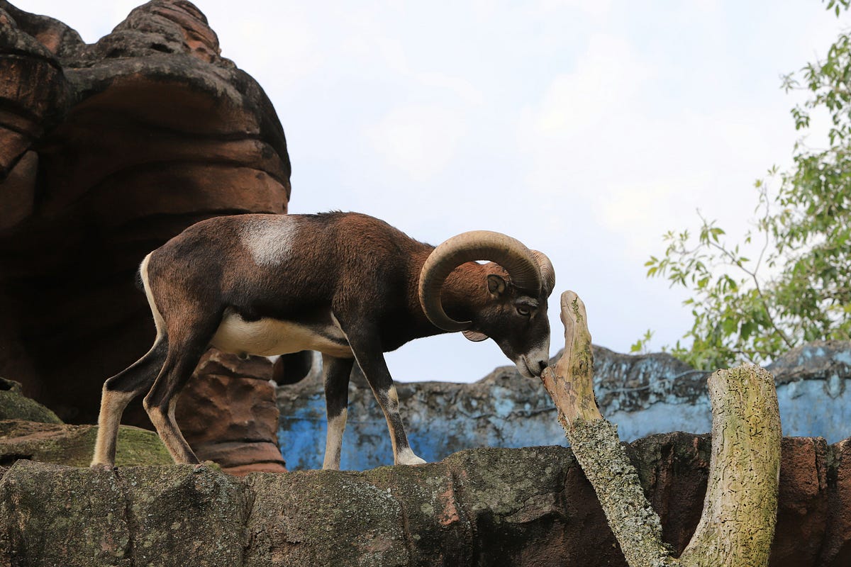 Why The Rams Shouldn’t Get A Live Mascot | by Dawn Bradley | Apr, 2025 ...
