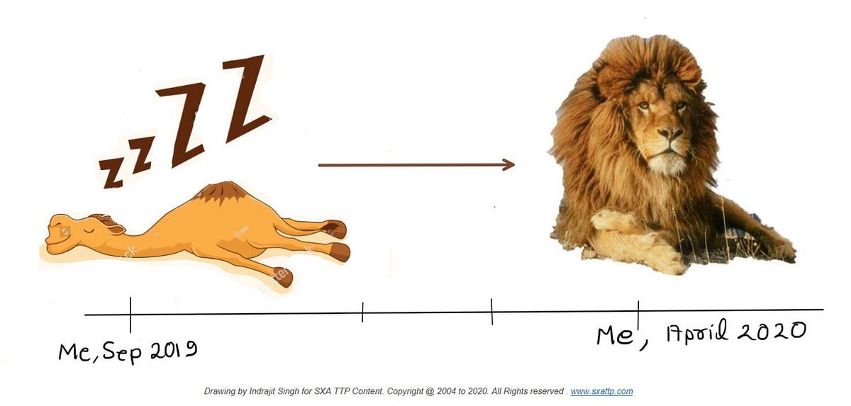 how to be successful, How to become a Lion, How to be a Software ...