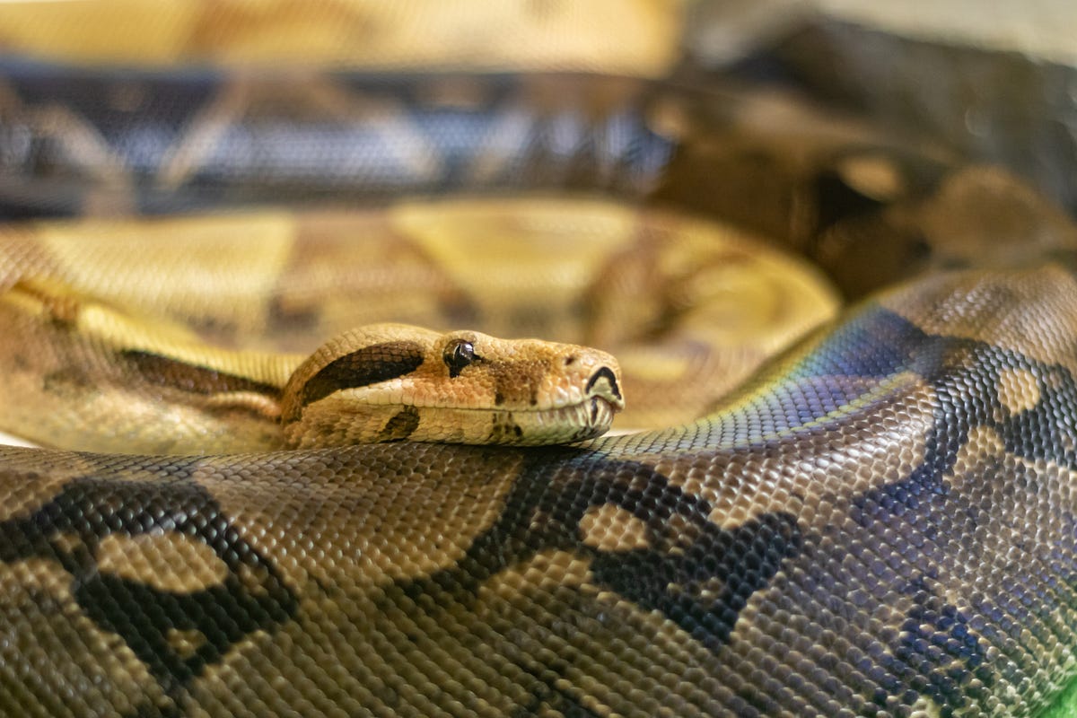 Python Pitfall: Mutable Default Arguments | by Don Cross | TDS Archive ...