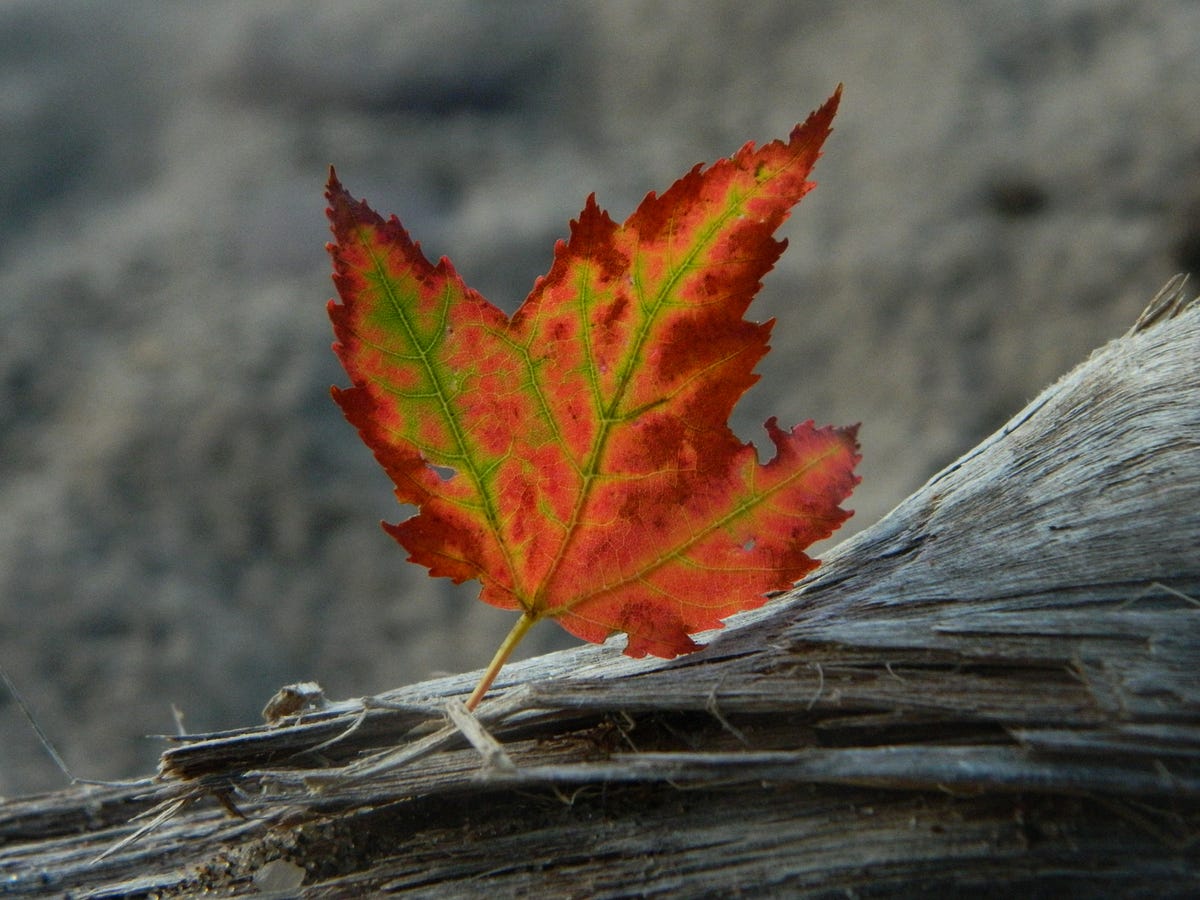 An Ode To Fall. Not for contest consideration | by DR Rawson - The ...