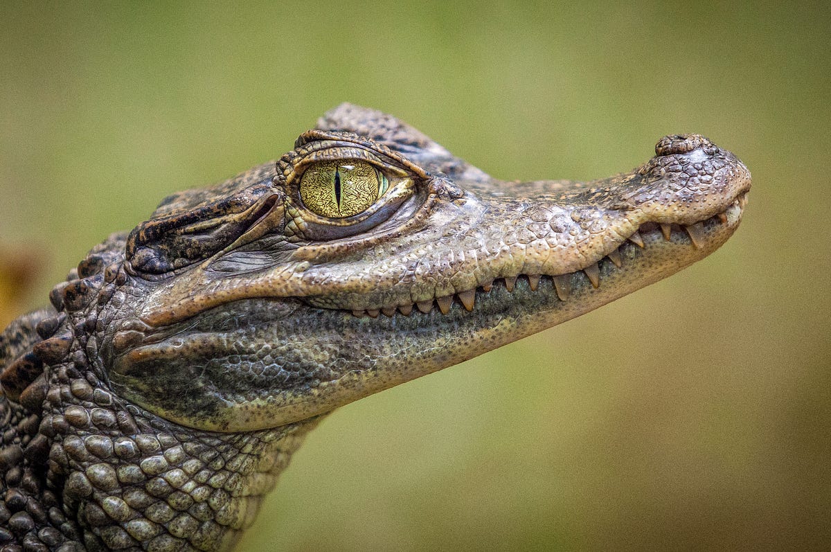 The Alligator as a Spirit Animal: Meaning and Interpretation | by The ...