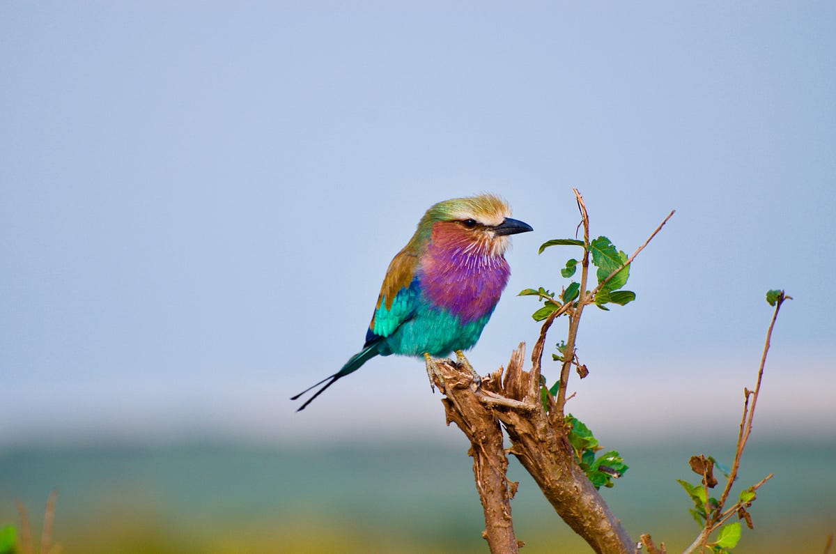 What Does It Take to Be a Writer?— Bird by Bird by Anne Lamott | by ...