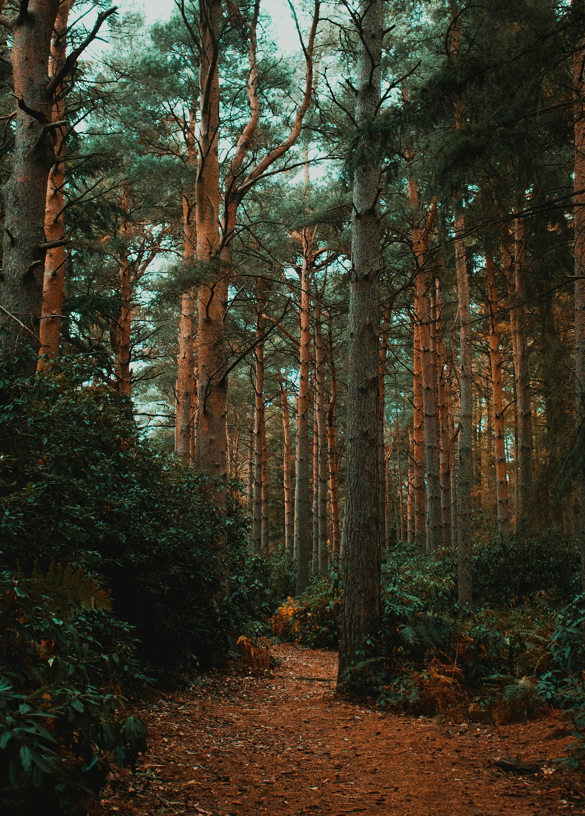 Happy and Whole - Know Thyself, Heal Thyself - Medium