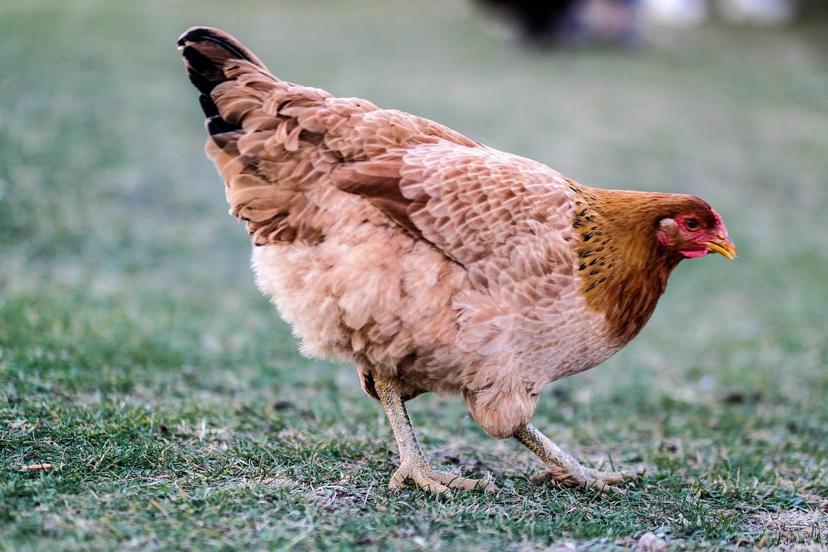 How Mad is a Wet Hen, and Why is She Wet | by DW Davis | Medium