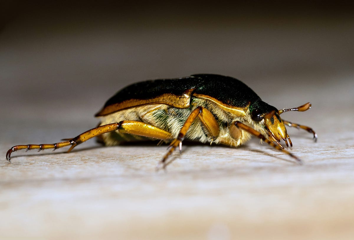 The Death of a Bug. Their little lives matter too — but is… | by ...
