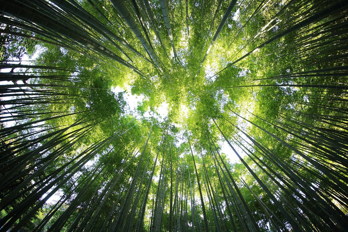 The Bamboo Theory: Why Your Digital Growth Feels Invisible Until It ...