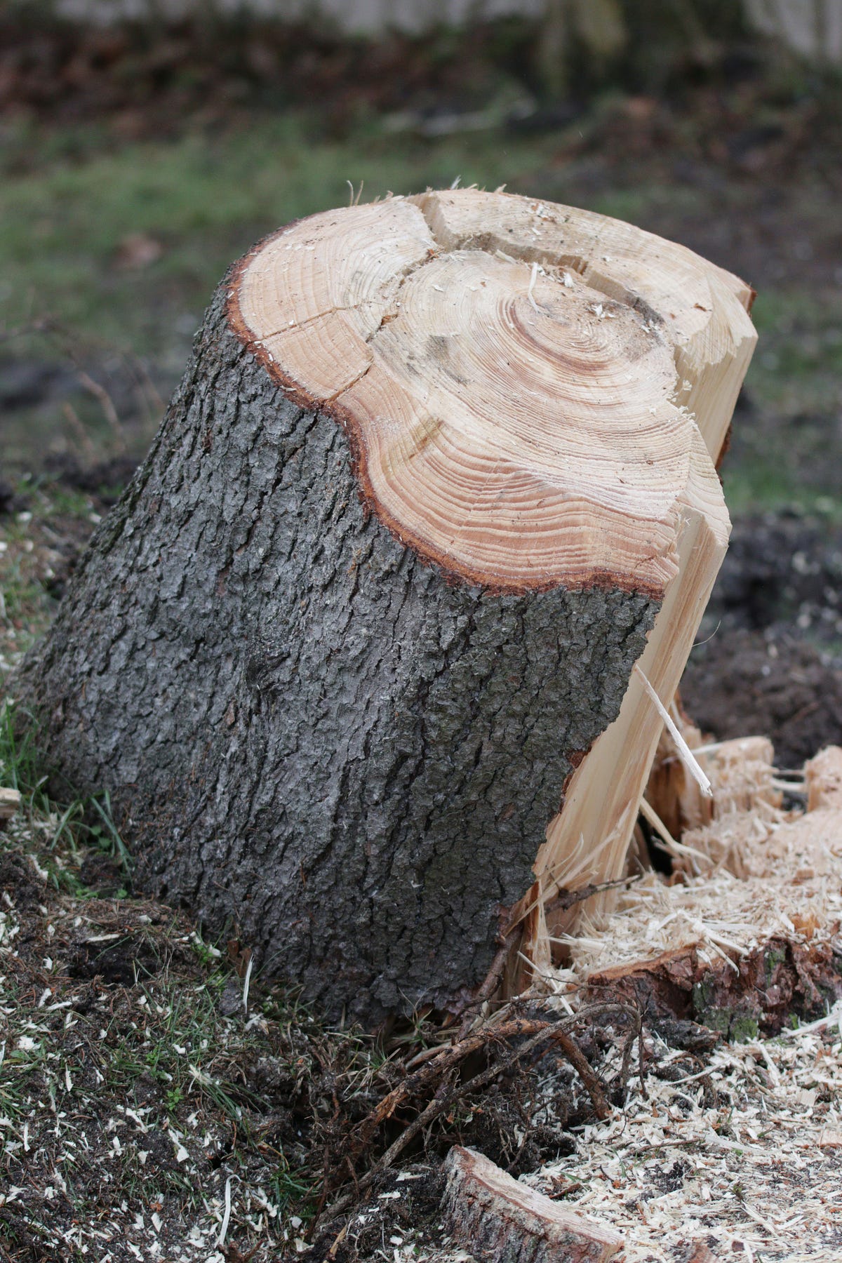 How to Cut Big Logs Without Chainsaw | by Jessica Jones | Medium