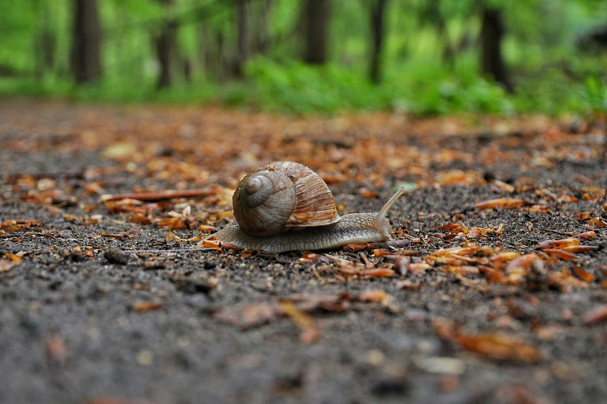 A Snail and Its Shell. A quiet story about change, memory, and… | by Muhsin Nuralim | No Time ...