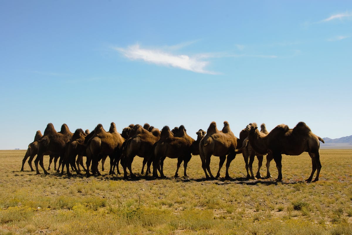 The Story Of Hundred Camels. Once upon a time, a young boy named… | by ...