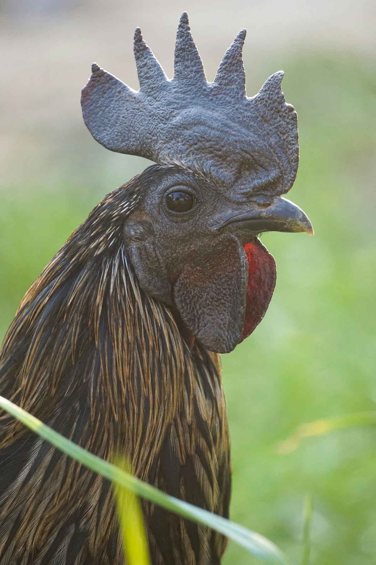 We have Kadaknath Chicks, country chicks, Turkey chicks, Guinea fowl ...