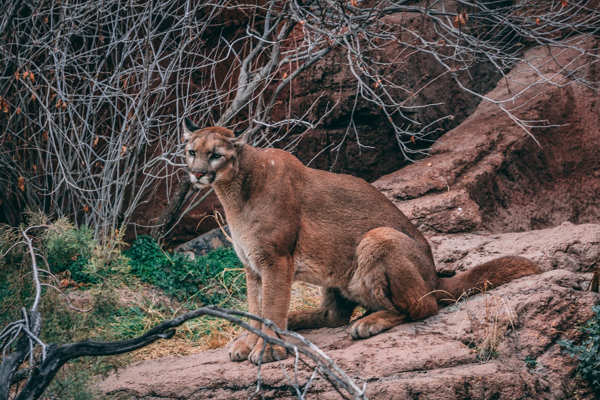 Power Animals. What animal sprit energies do you… | by Sylvia Clare MSc ...