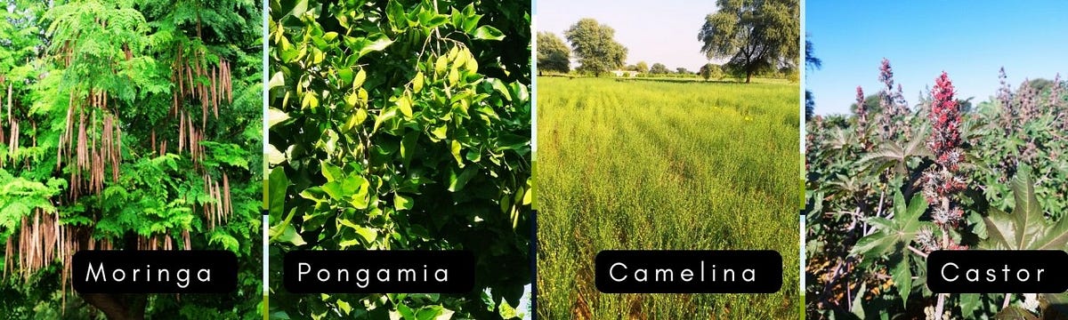 4 Second Generation Biofuel Feedstocks That Don’t Take Food Off People ...