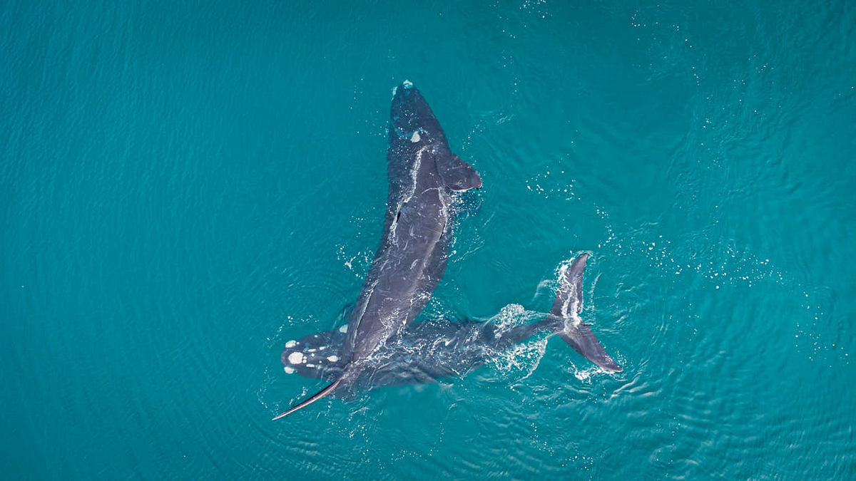 Experience the Magic: Whales of the Gold Coast Revealed | by Cooly ...