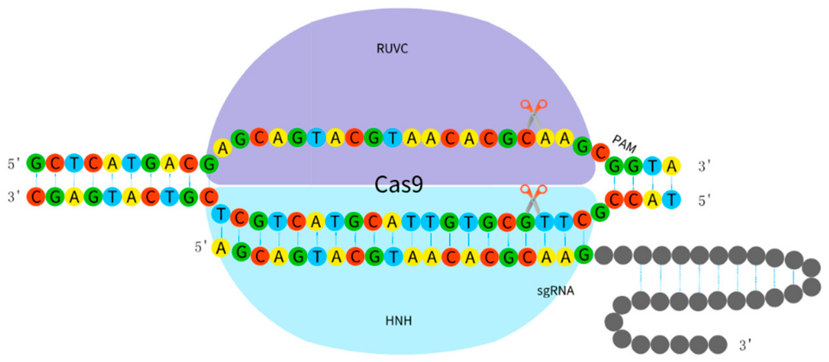 CRISPR and the Microbiome: Editing Our Way to Better Health | by Harvard Undergraduate ...