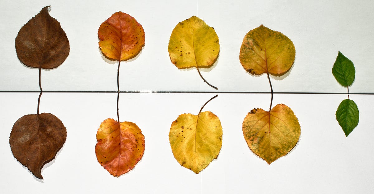Qualitative vs. Numerical Identity | by Matt Fujimoto | Original ...