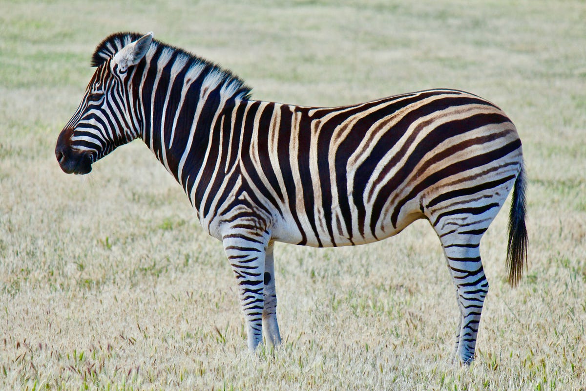 Derrick Magnolia And Zebra Named Jonathan | by Michael Holford ...