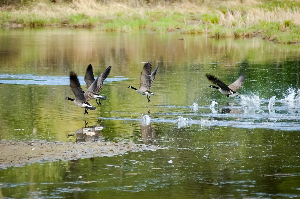 Birdwatching: Healing My Spiritual Sight | by Theodore McDowell ...