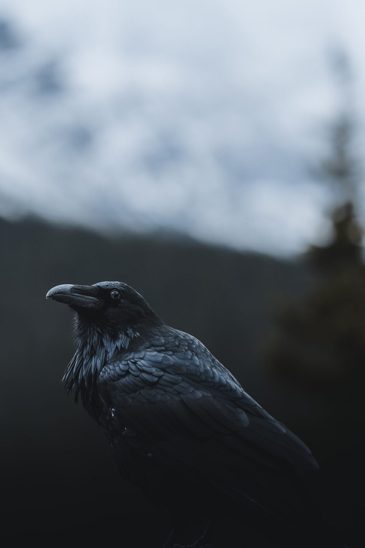 Did You Know … Crows Can Recognize Human Faces? | by Jasmine Aguilar ...