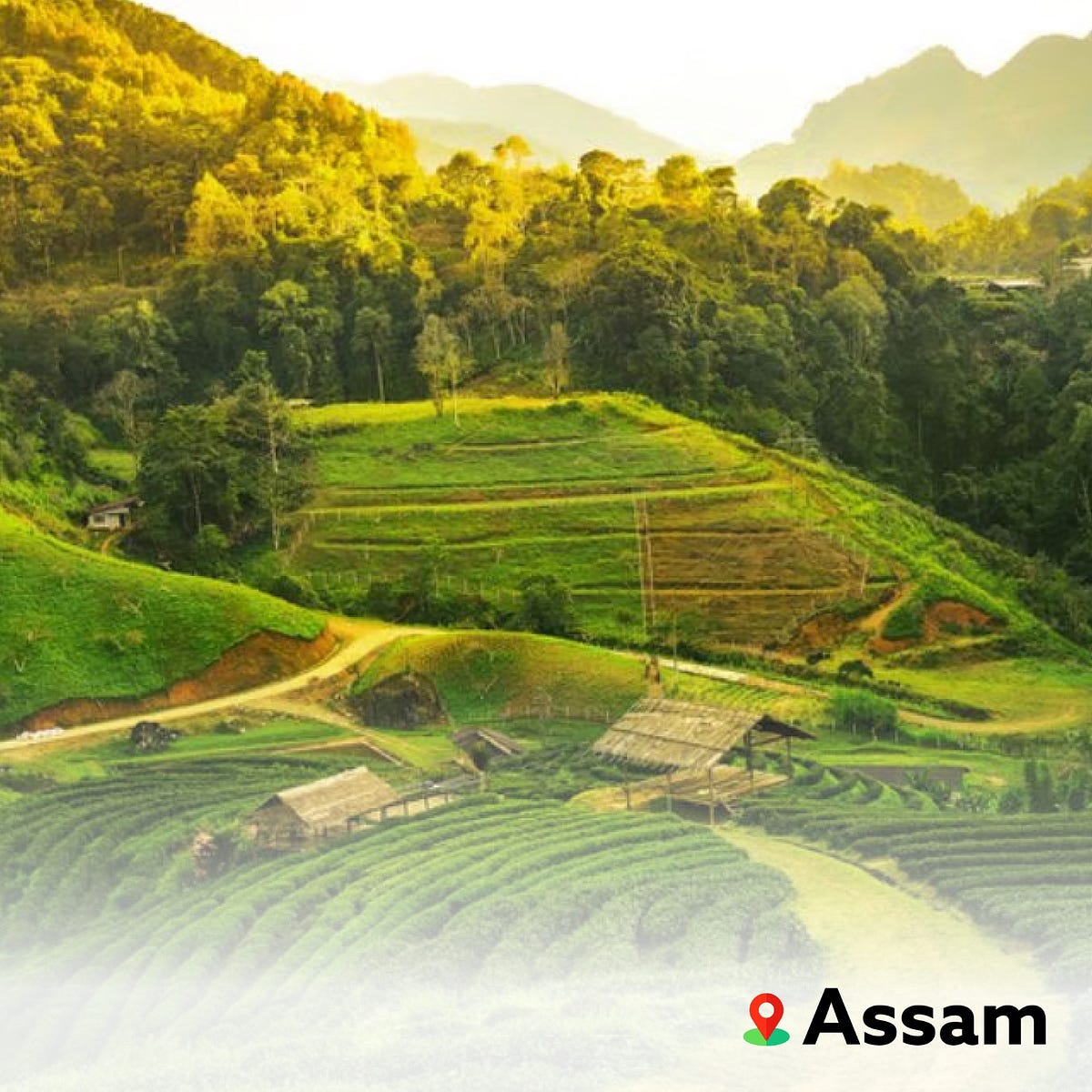 Discover The Magic Of Assam With Purvi Discovery By Purvi Discovery Jul 2024 Medium
