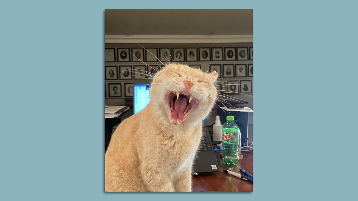 Cats Say They Will Rebel and Take Over the World if the Convicted Felon ...