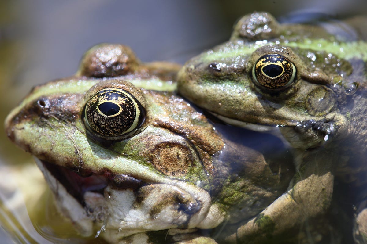 The Moral of the Unhappy Frogs. The way of frogs is sad and so human ...