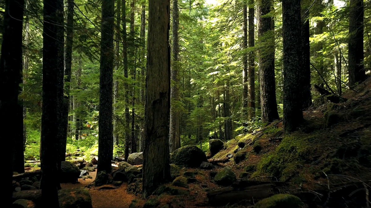 The Imperative of Saving Forests. ___ | by Rodaportal | Medium