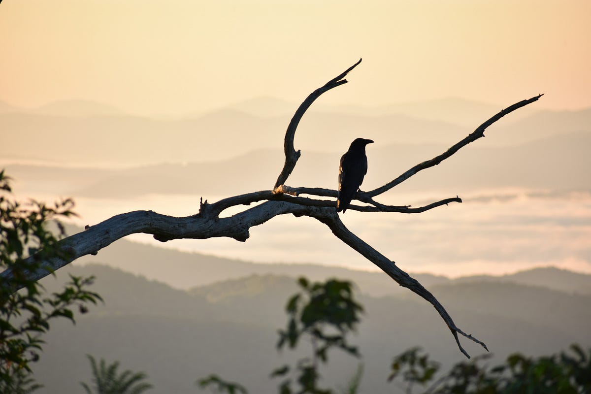 It’s Good To Be Back On Medium. Reconnecting with Medium for New… | by ...