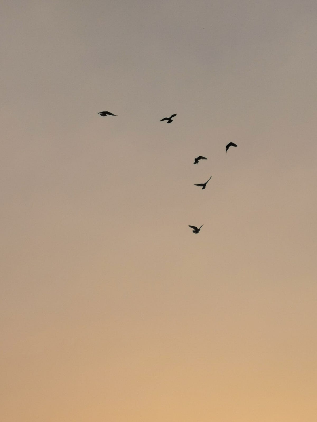 What If I Fly?. There is freedom waiting for you, On… | by Floral ...