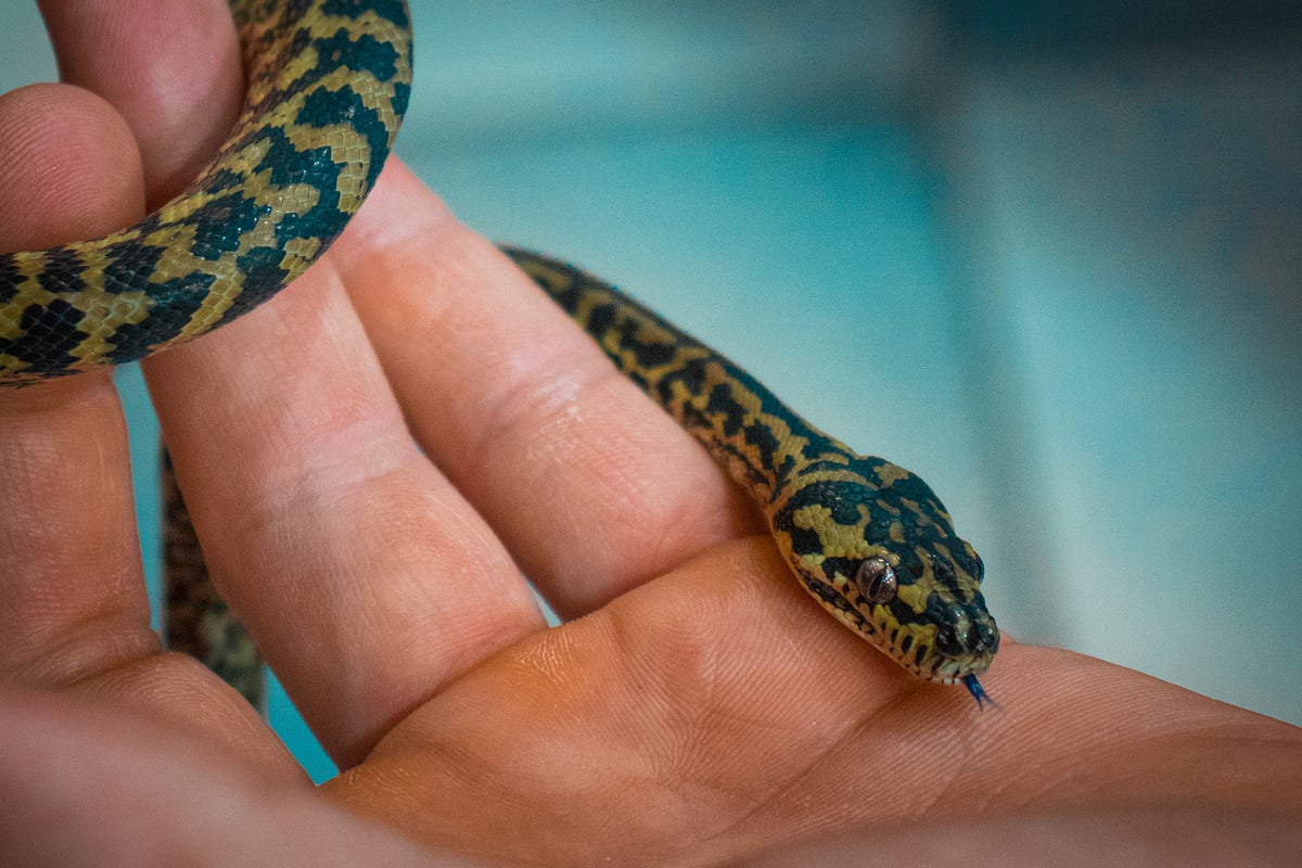 Explain Like I’m 5: Python Functions | by Matt Kornfield | Medium