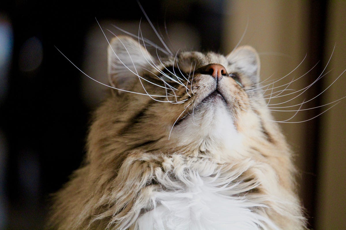 Awakened By a Whisker - The Shortform - Medium
