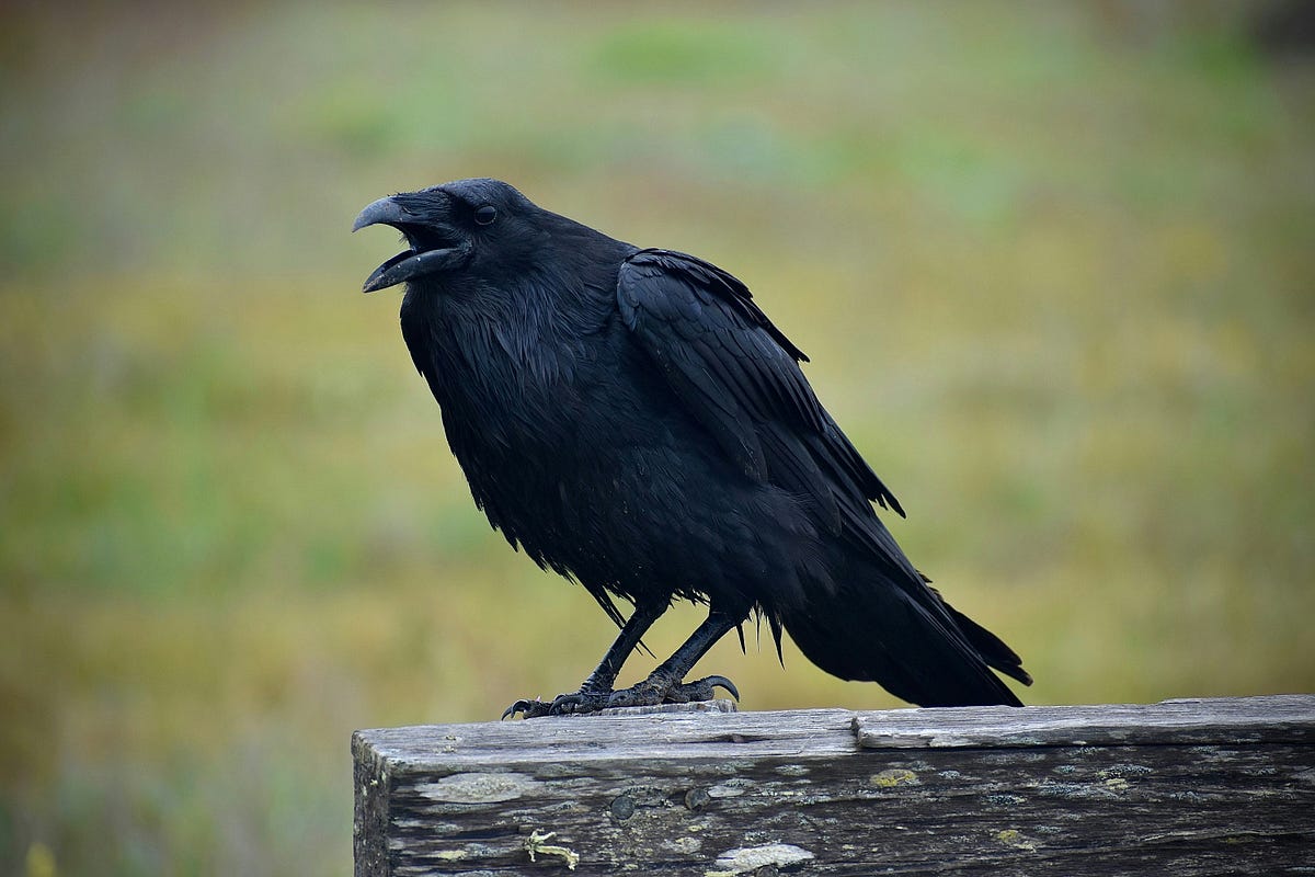 Raven paradox. The raven paradox was invented by Carl… | by Martin ...