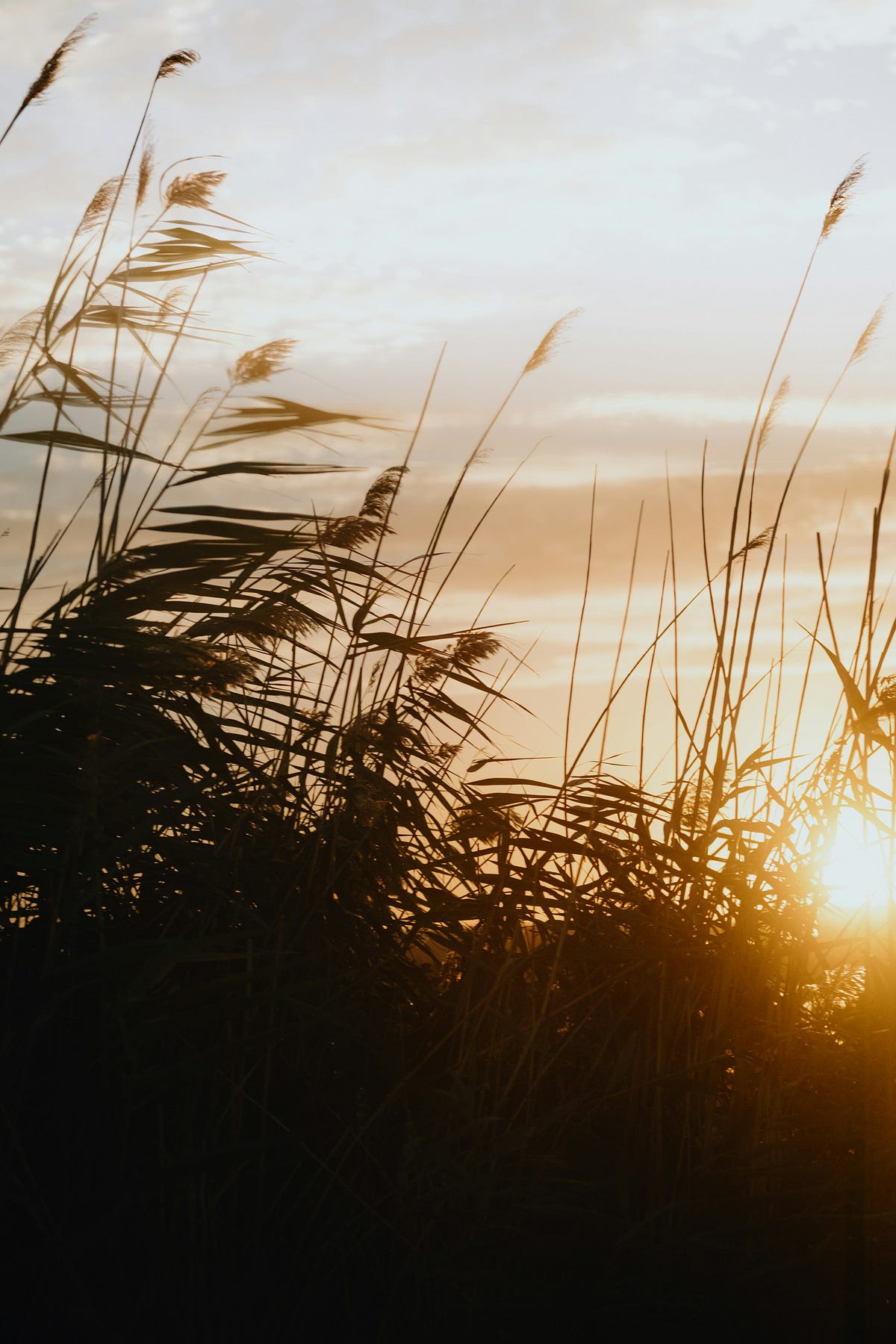 Awaken and Renew. A poem that inspires us to be still. | by Barry | Jan ...