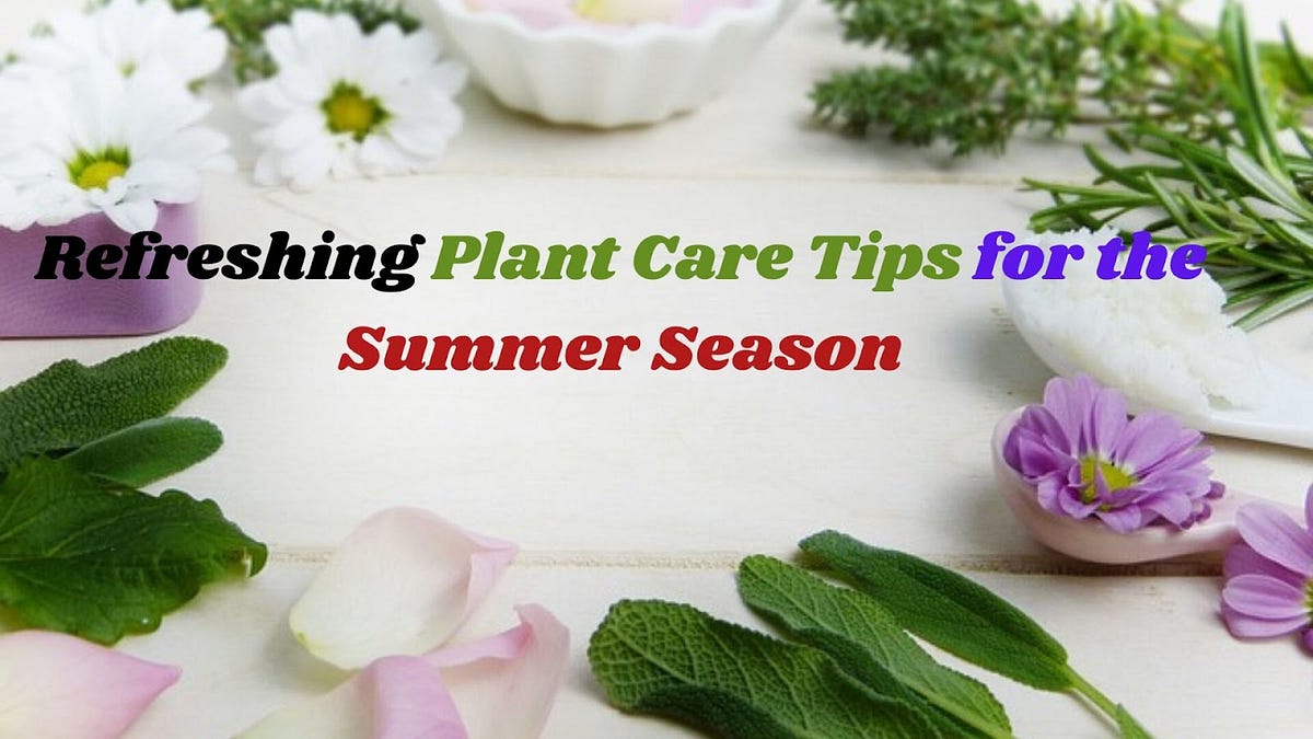 “Bloom Brighter: Refreshing Plant Care Tips for the Summer Season” | by ...