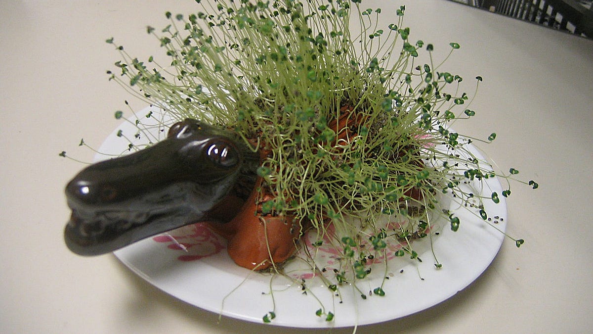 The Chia Pet Craze that Began in the 70s | by Cathy Coombs | Medium