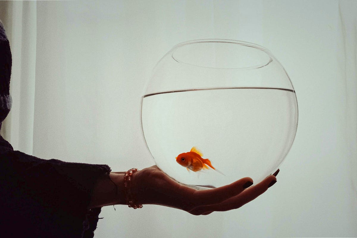 How To Train Your Goldfish. Unleash the Genius Within | by Tom Kane ...