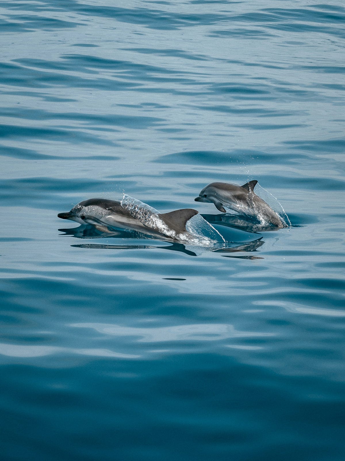 Did You Know… Dolphins Call Each Other by Name? | by Dr. Beenish ...