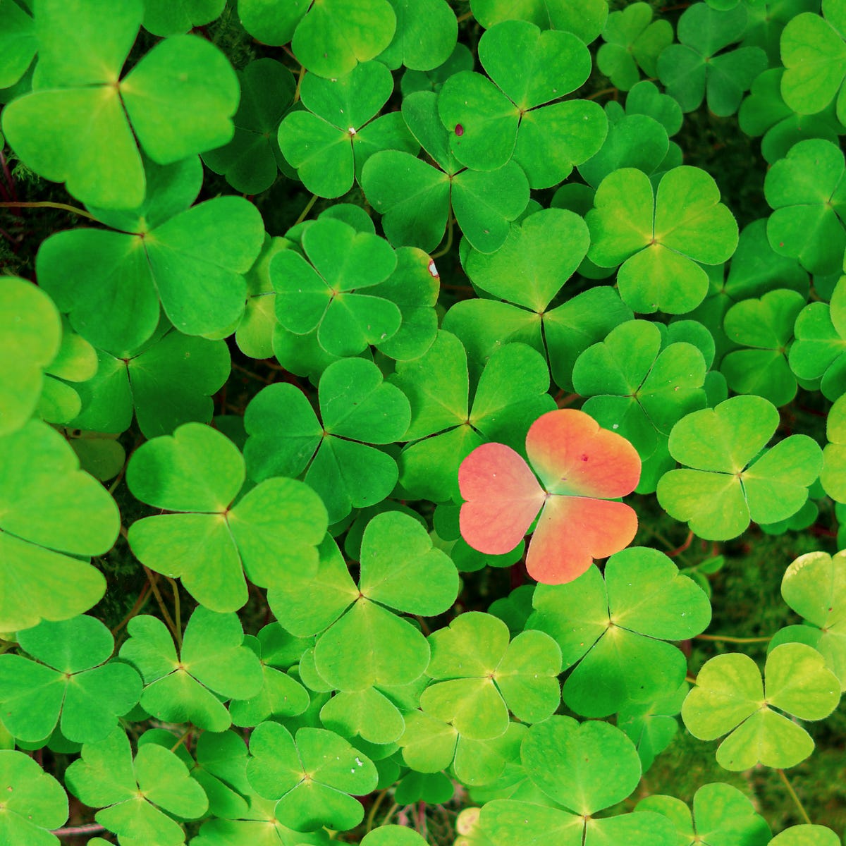 Autism is my Diffability. Towards the end of 2019, in my mid-40s… | by Laetitia Bailey-Mortimer ...