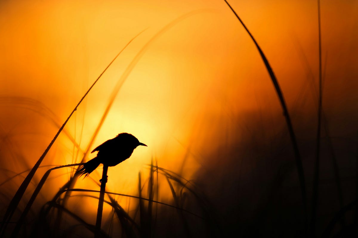The Psychology of Early Birds. Ethics, discipline, and empathy make ...